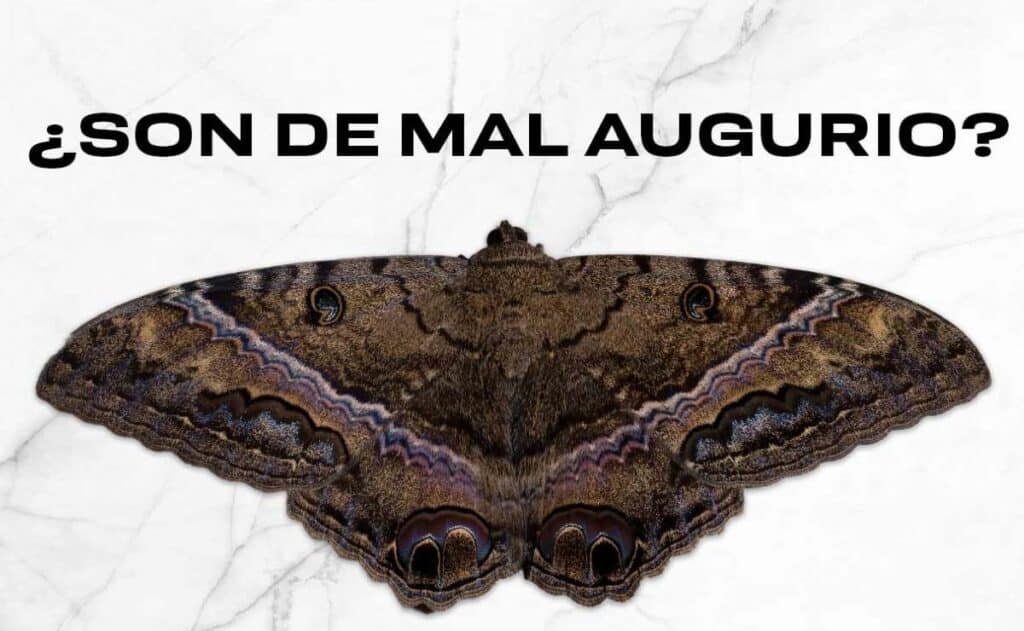 ¿Son de mal augurio las mariposas negras? La UNAM te explica ...