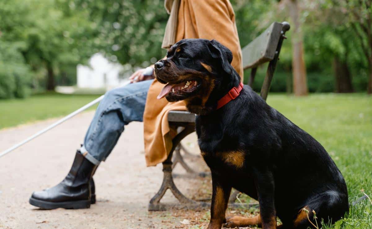 Persiste falta de empatía para apoyar a personas con perros guía: UNAM ...