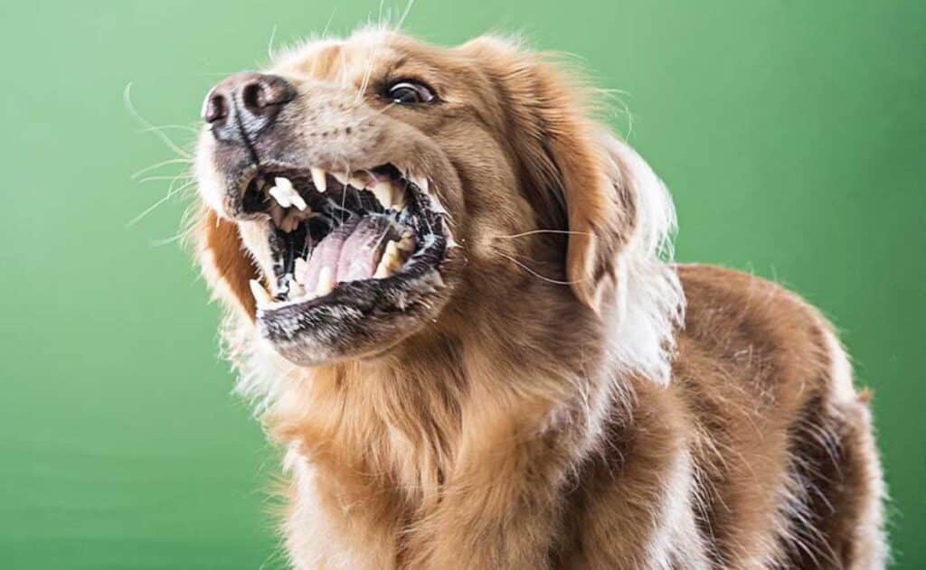 ¿Qué es la rabia y cómo se transmite? UNAM responde | Generación ...