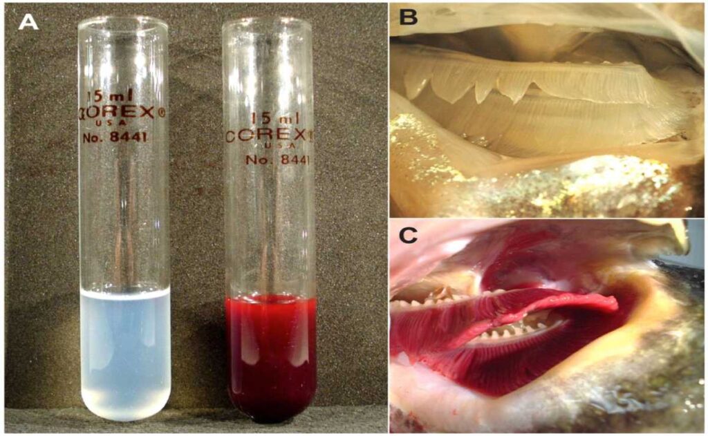 Existe la sangre de colores y la UNAM explica por qué | Generación ...