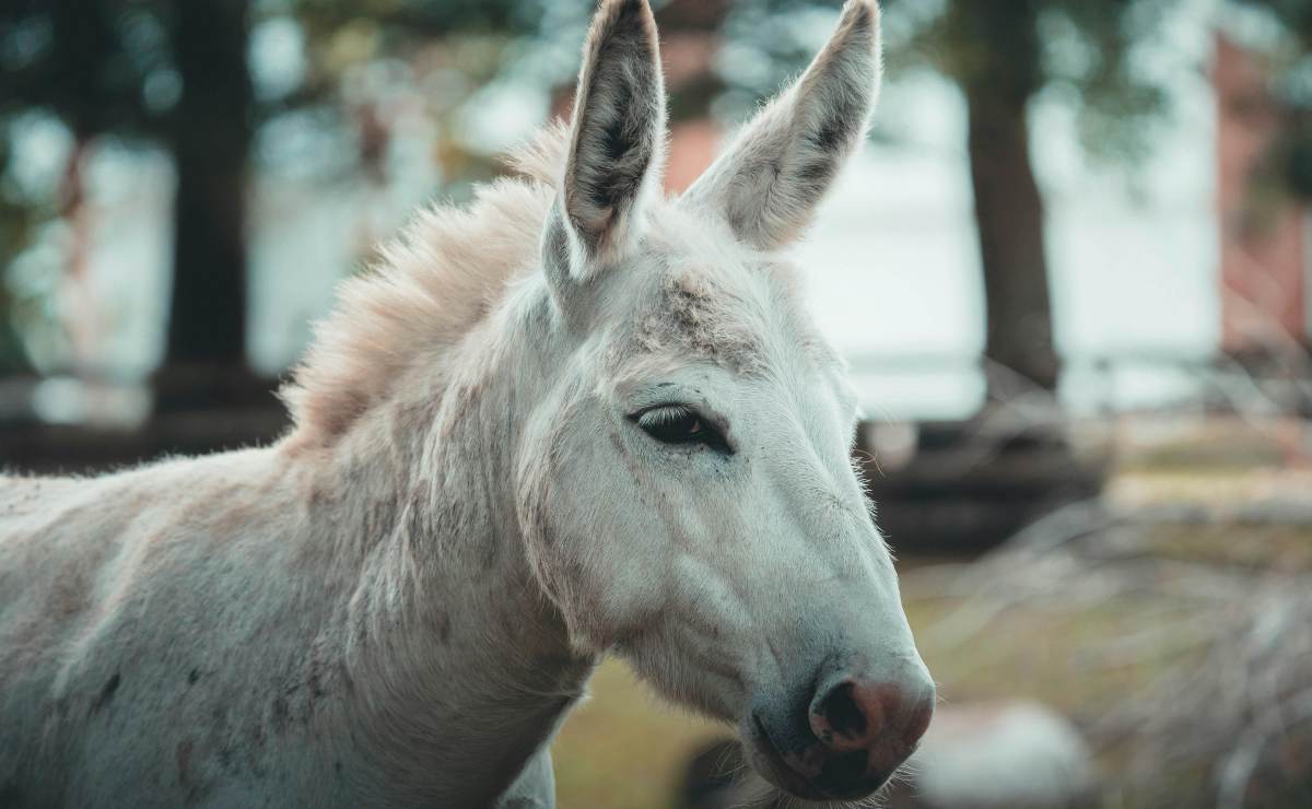 ¿Por qué el IPN tiene de mascota a un burro y qué significa ...